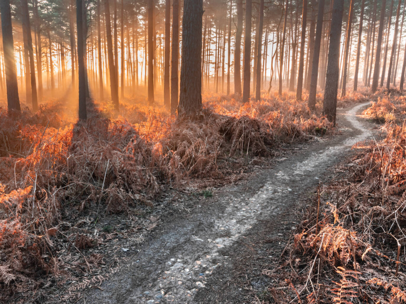 13 of the Best Fairytale Forests in the UK