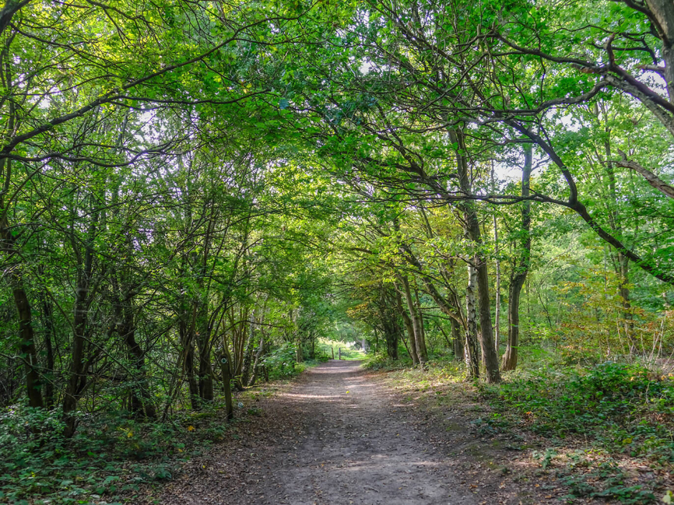13 Best Fairytale Forests in the UK
