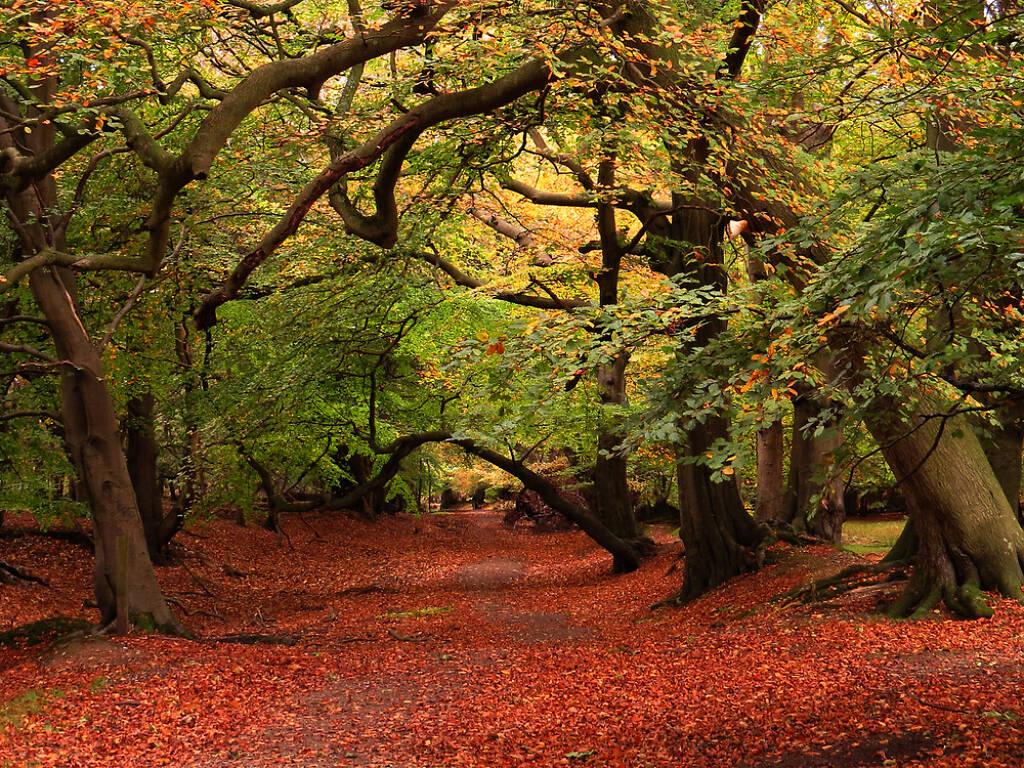 13 Best Fairytale Forests in the UK