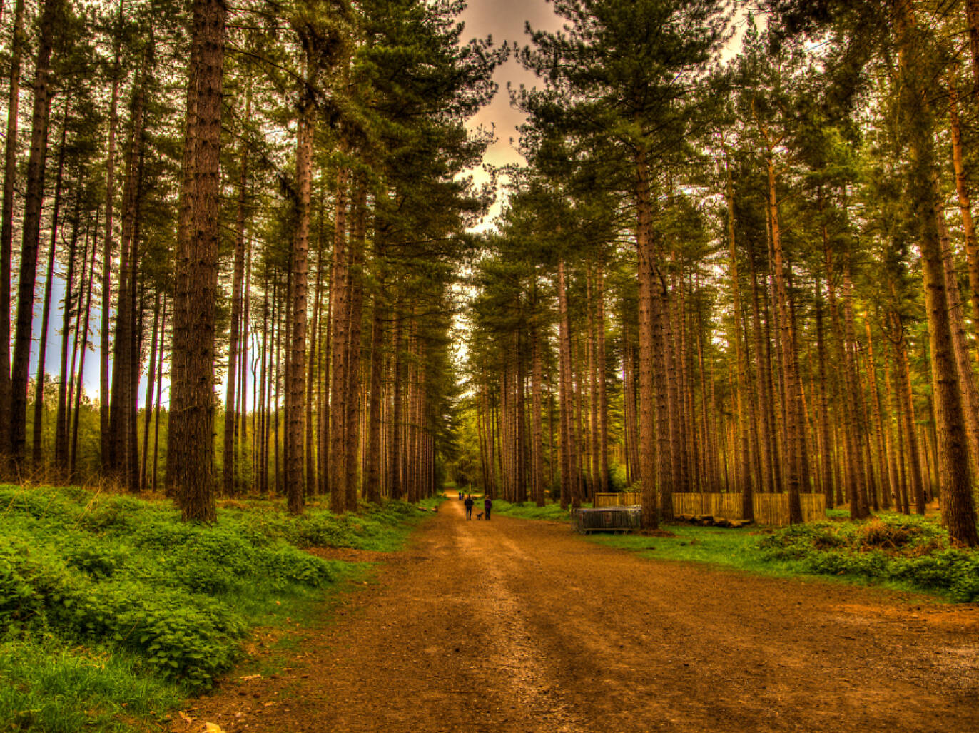 13 Best Fairytale Forests in the UK