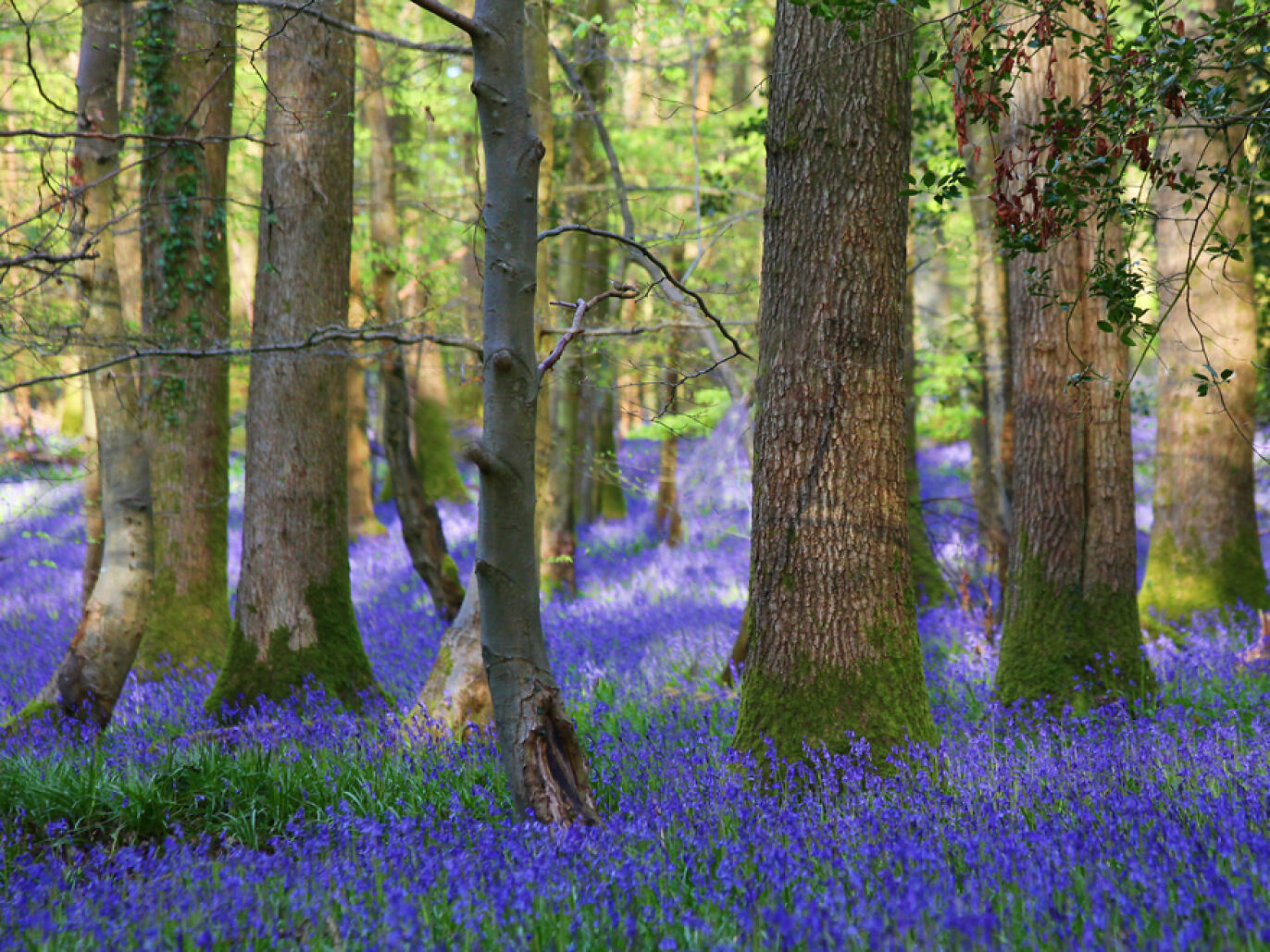 13 Best Fairytale Forests in the UK