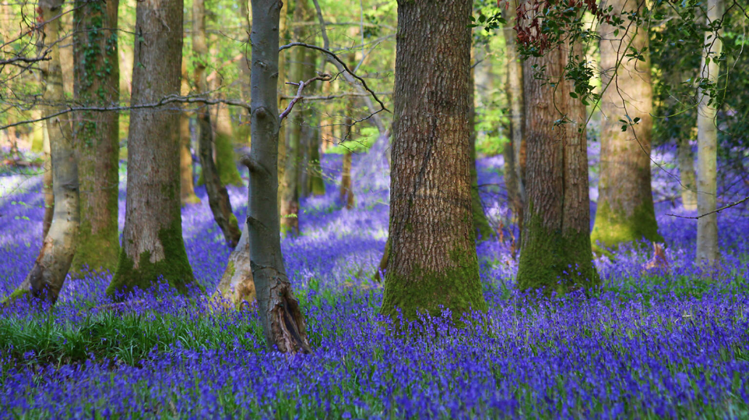 13 Best Fairytale Forests in the UK