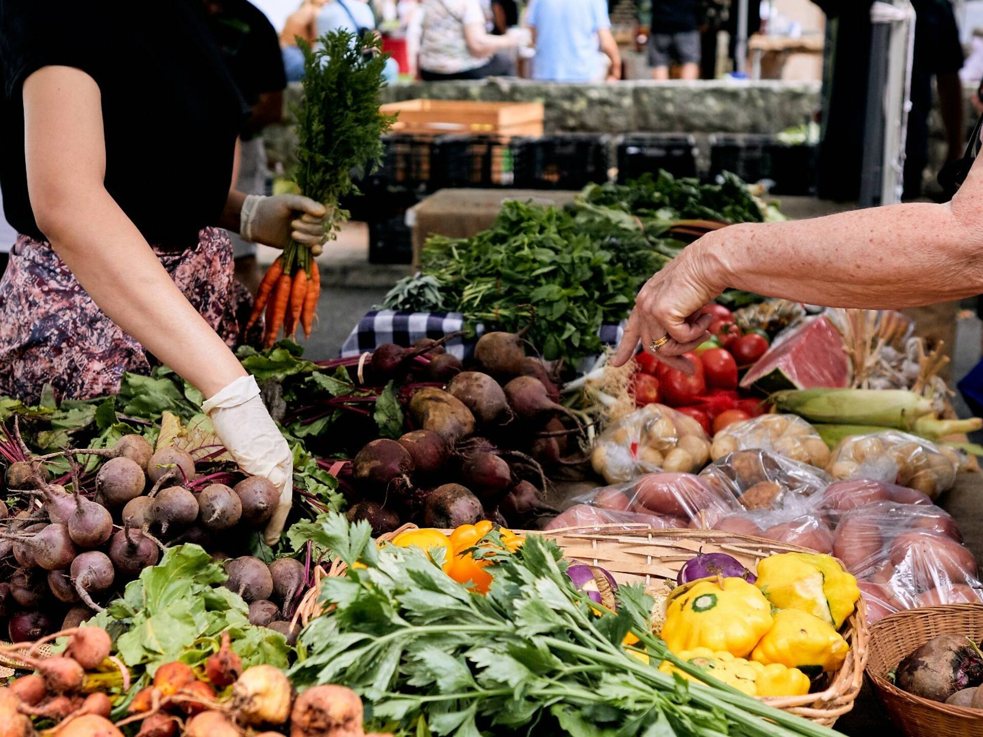 A local's guide to North Sydney