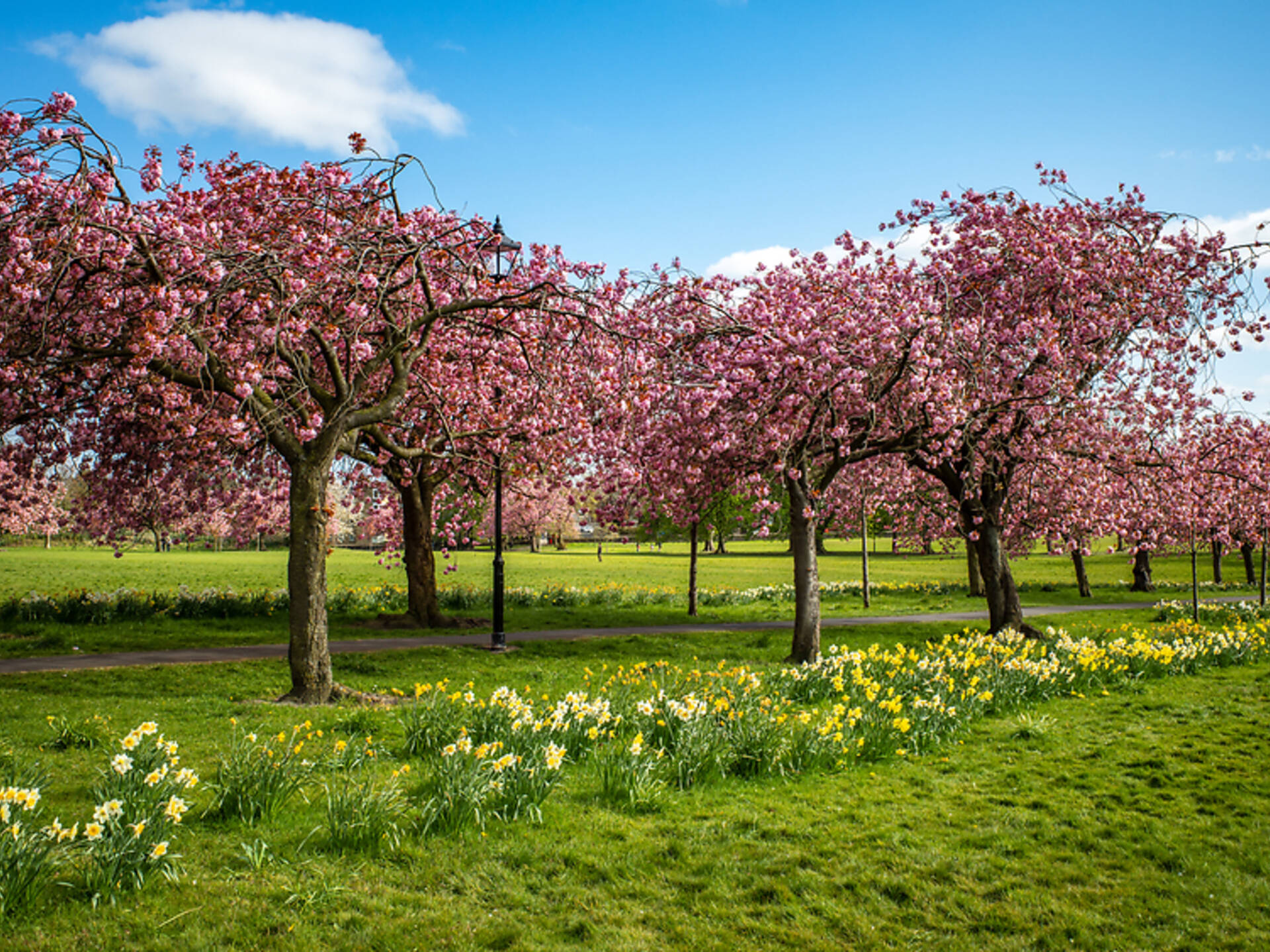 10 Perfect Places to See Cherry Blossom in the UK in 2025