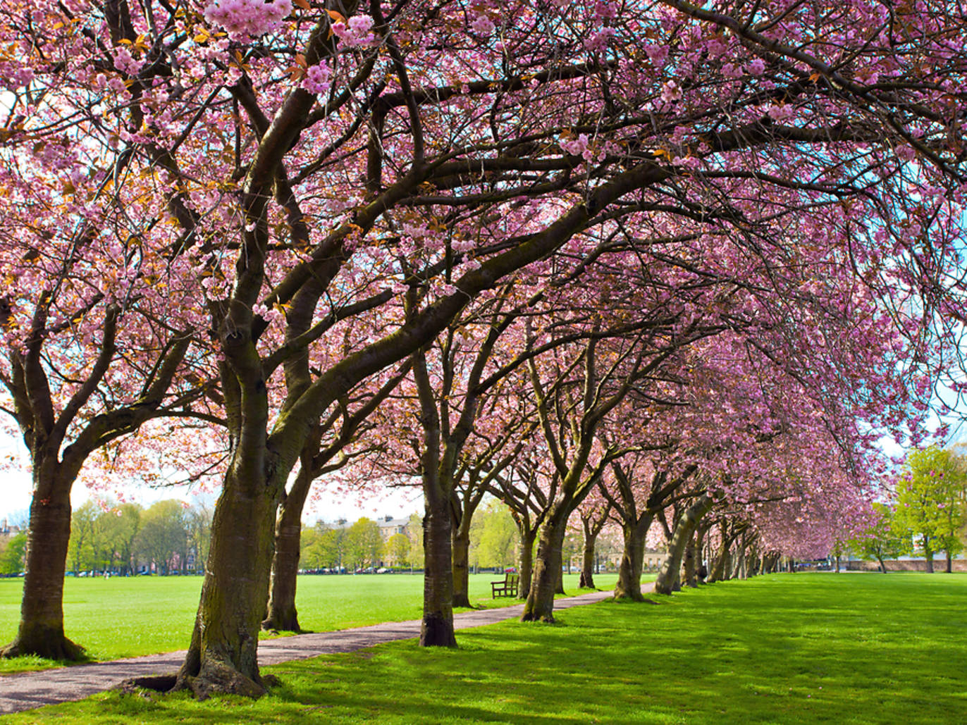 10 Perfect Places to See Cherry Blossom in the UK in 2025