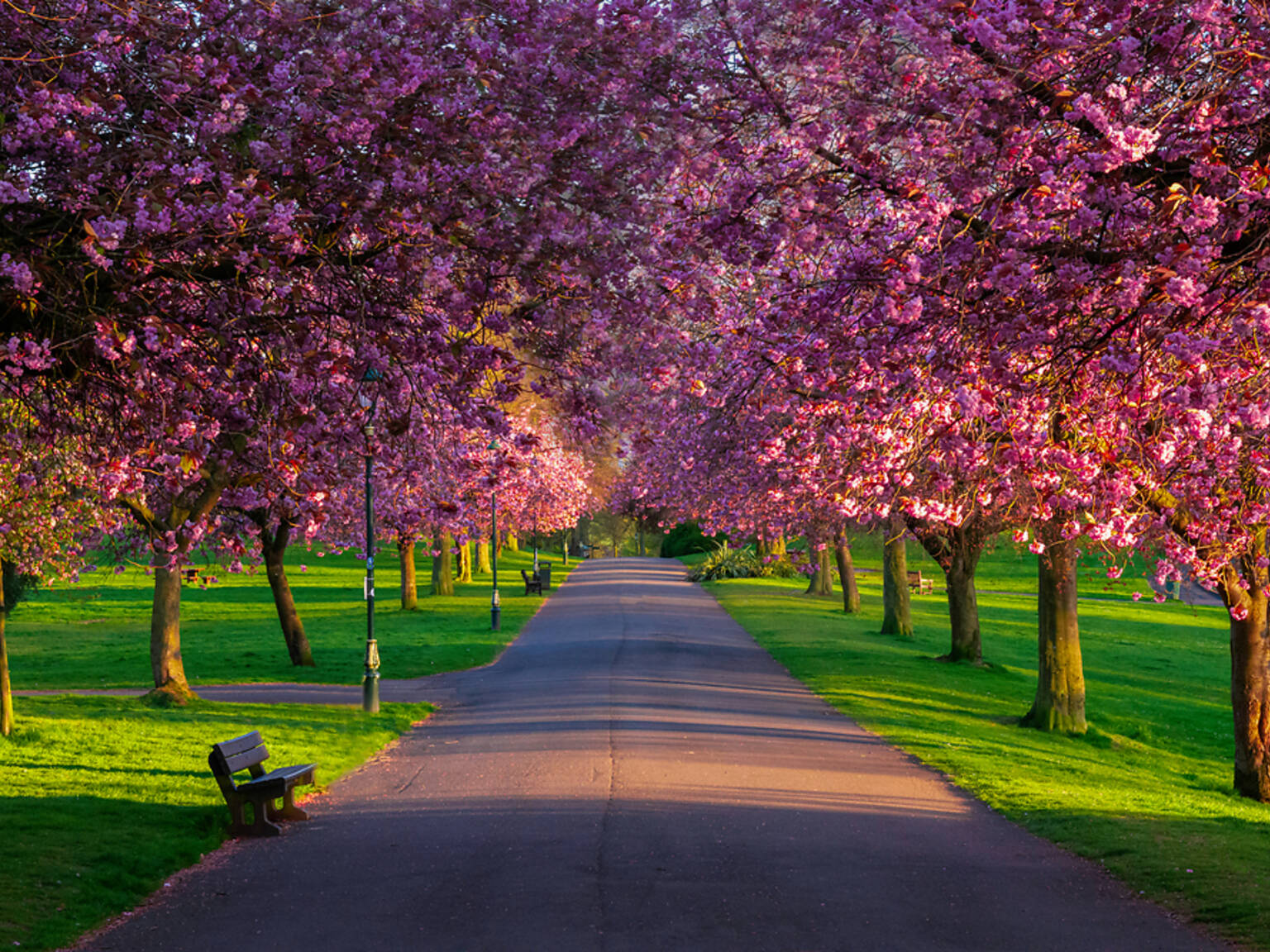 10 Perfect Places to See Cherry Blossom in the UK in 2025