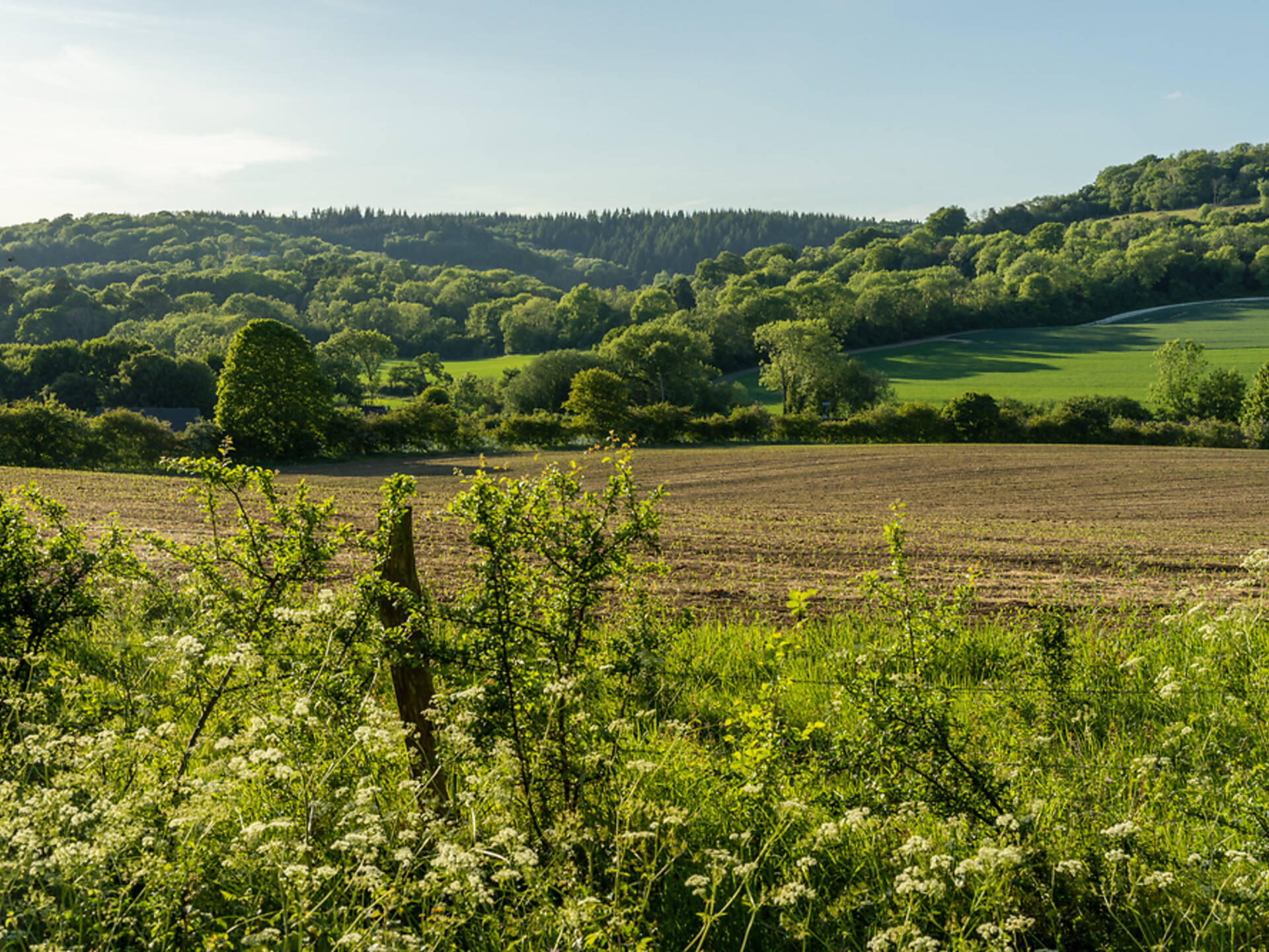 7 Forests Near London for Wholesome Woodland Walks