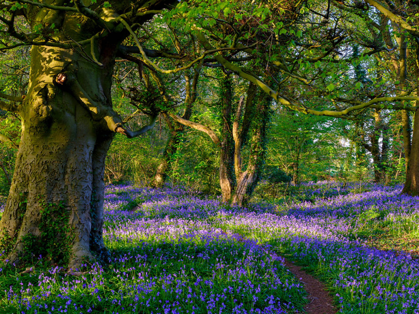 7 Forests Near London for Wholesome Woodland Walks