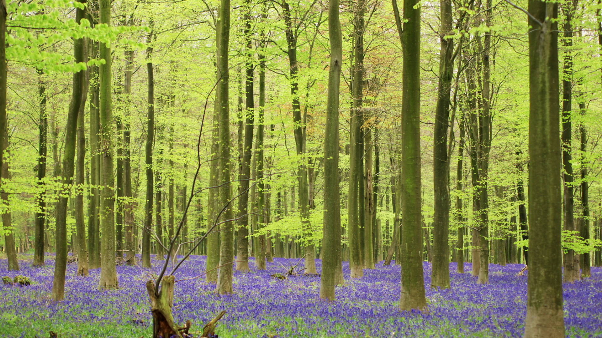 7 Forests Near London for Wholesome Woodland Walks
