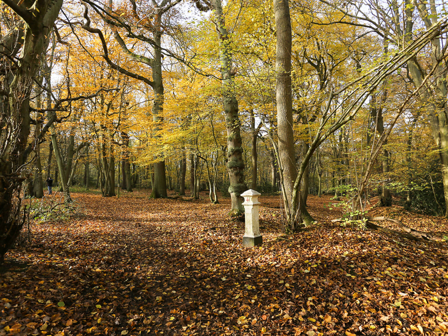 7 Forests Near London for Wholesome Woodland Walks