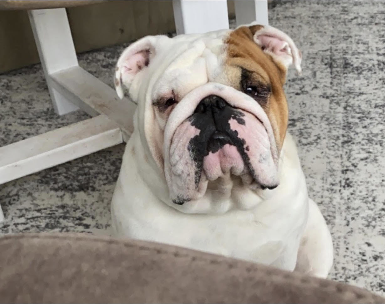 Bold Dog Pup Party | Things to do in Chicago