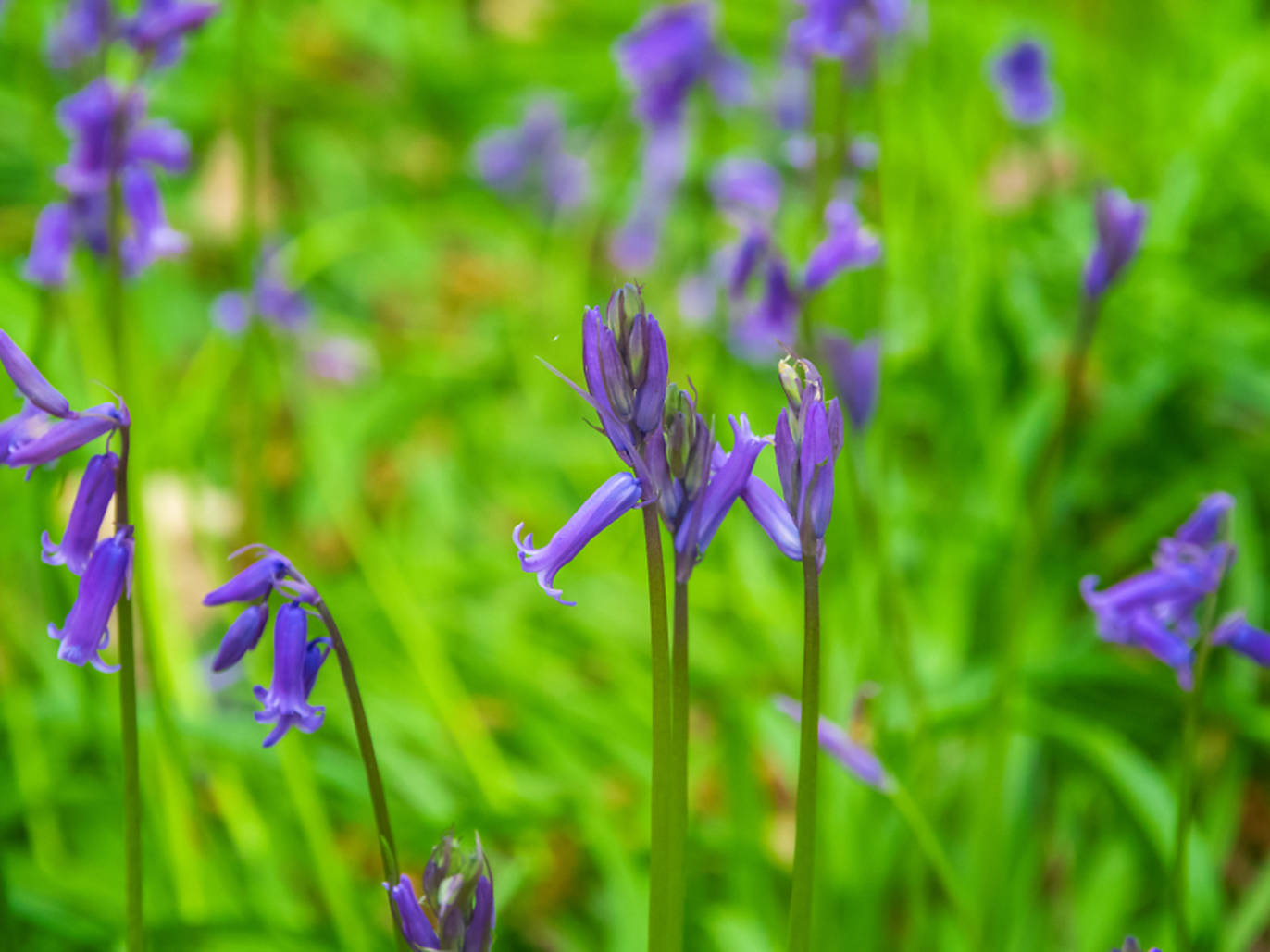 15 Most Beautiful Places to See Bluebells in the UK