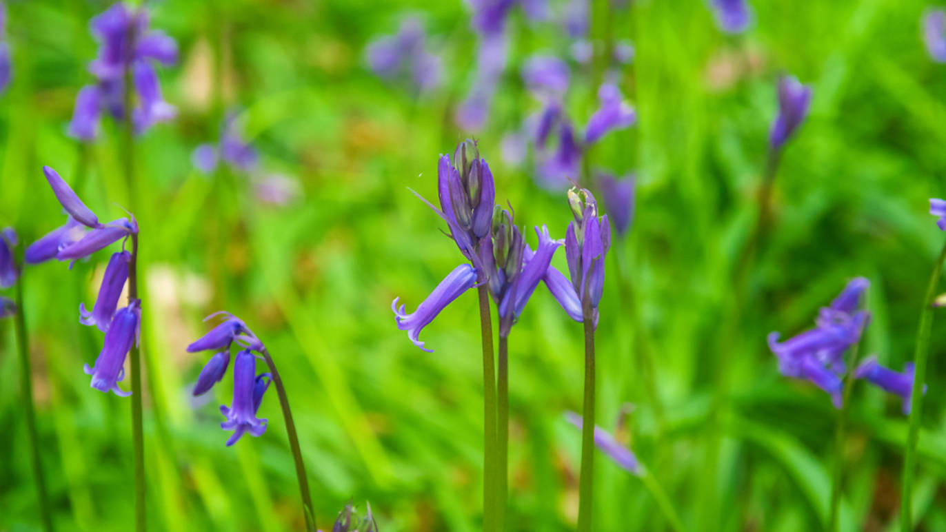 15 Most Beautiful Places to See Bluebells in the UK