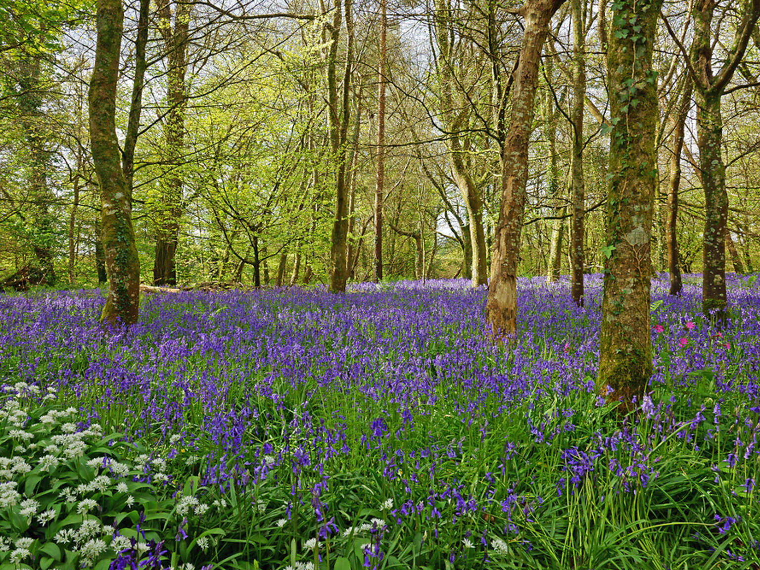 15 Most Beautiful Places to See Bluebells in the UK