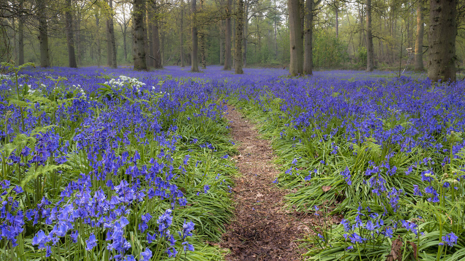 15 Most Beautiful Places to See Bluebells in the UK