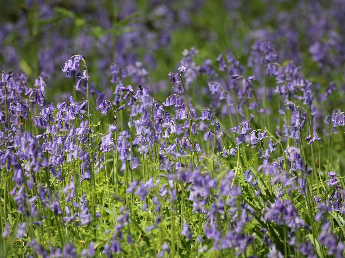 15 Most Beautiful Places to See Bluebells in the UK