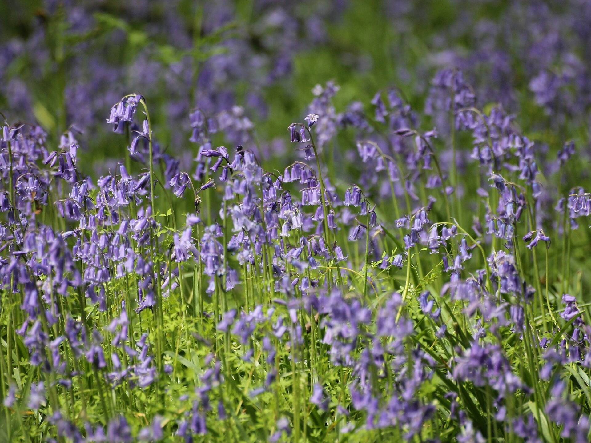 15 Most Beautiful Places to See Bluebells in the UK