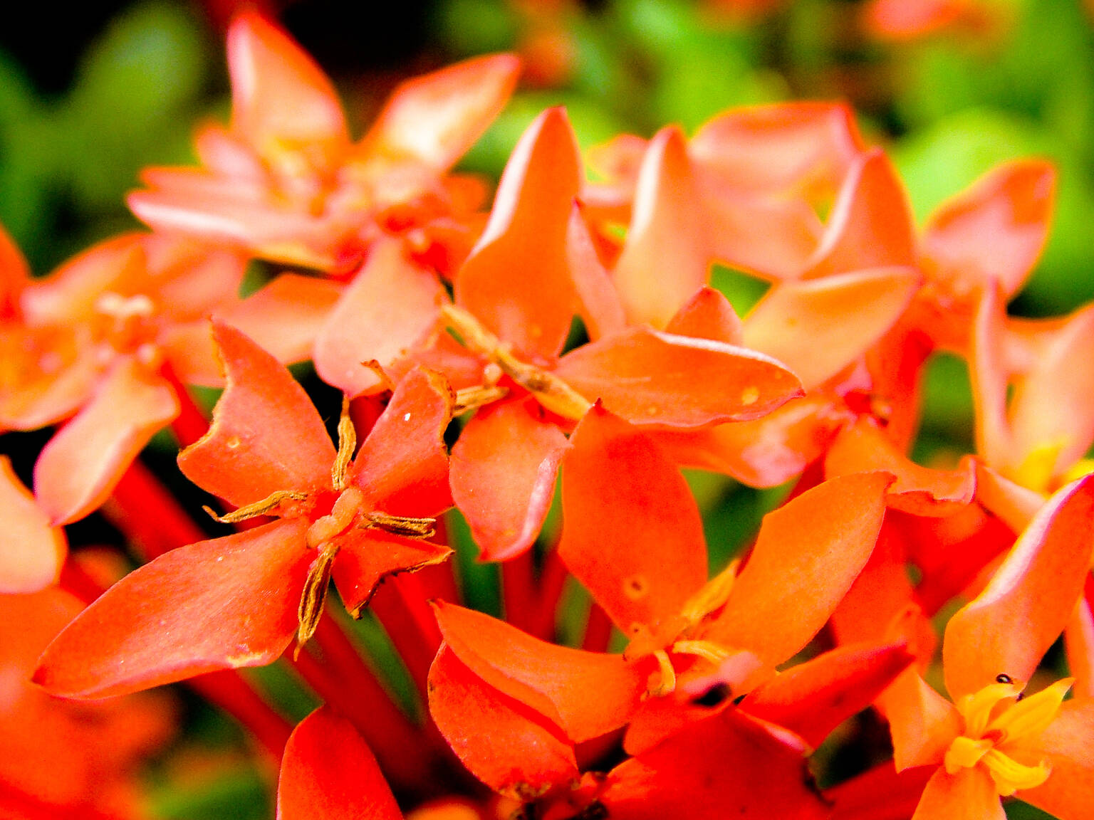 10 Beautiful Blooms You Can Find In Singapore