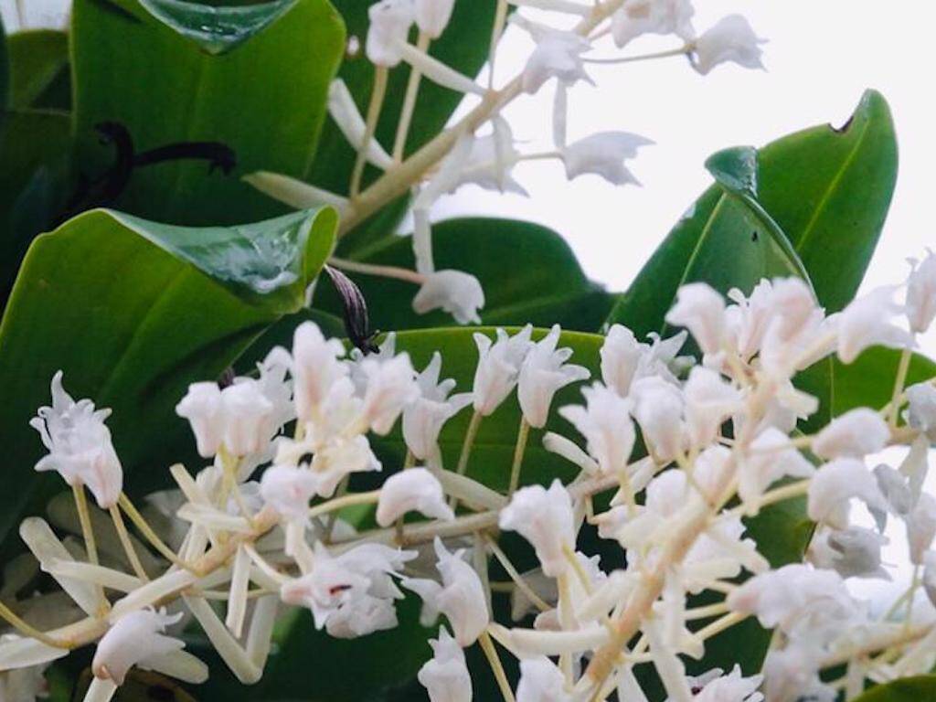 10 Beautiful Blooms You Can Find In Singapore