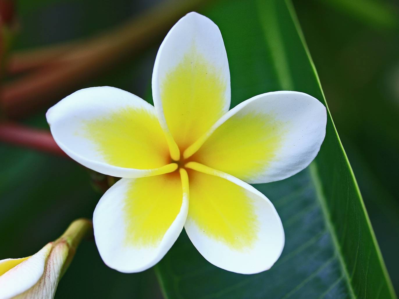 10 Beautiful Blooms You Can Find In Singapore