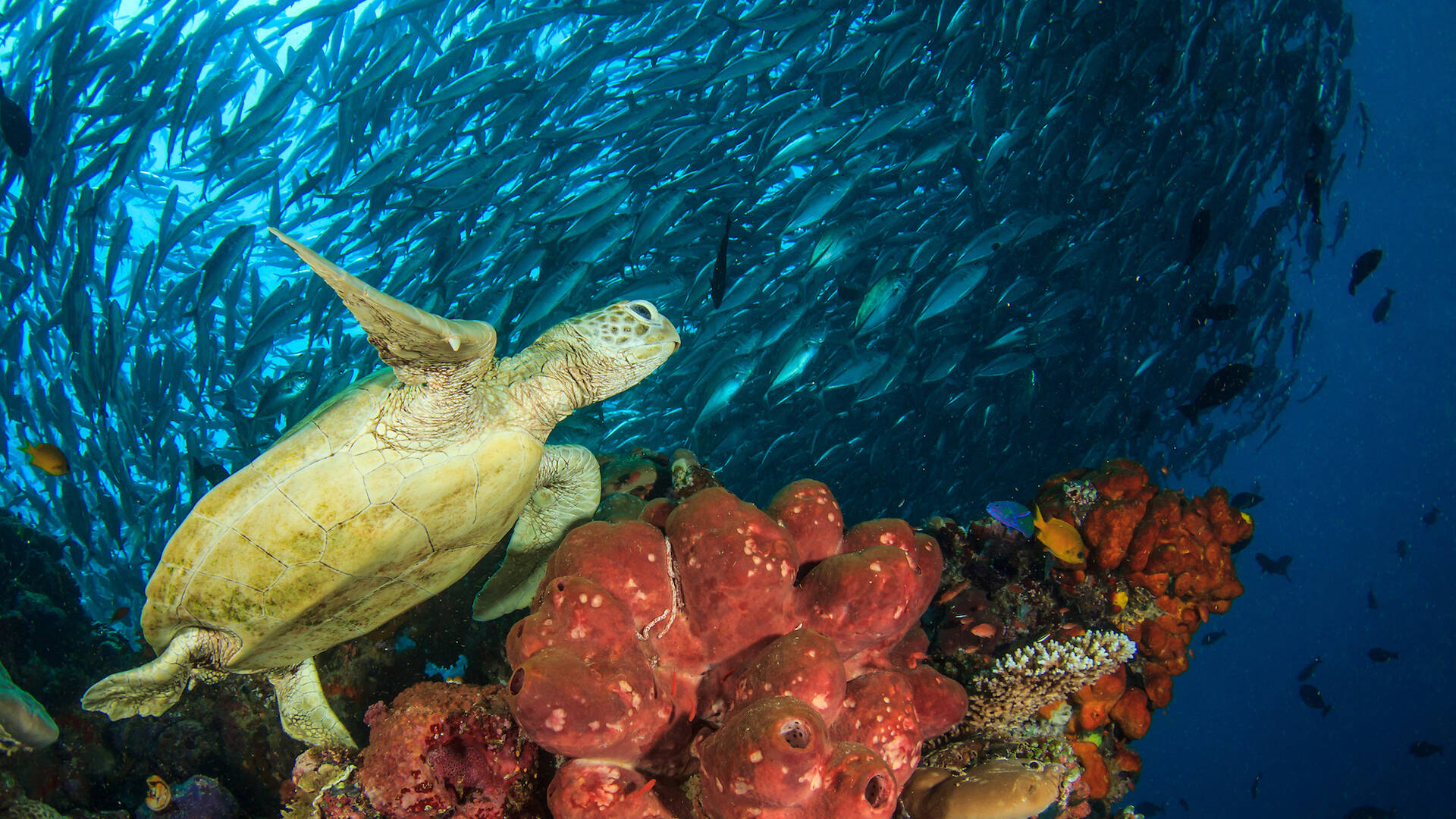 12 Best Diving Spots In Southeast Asia