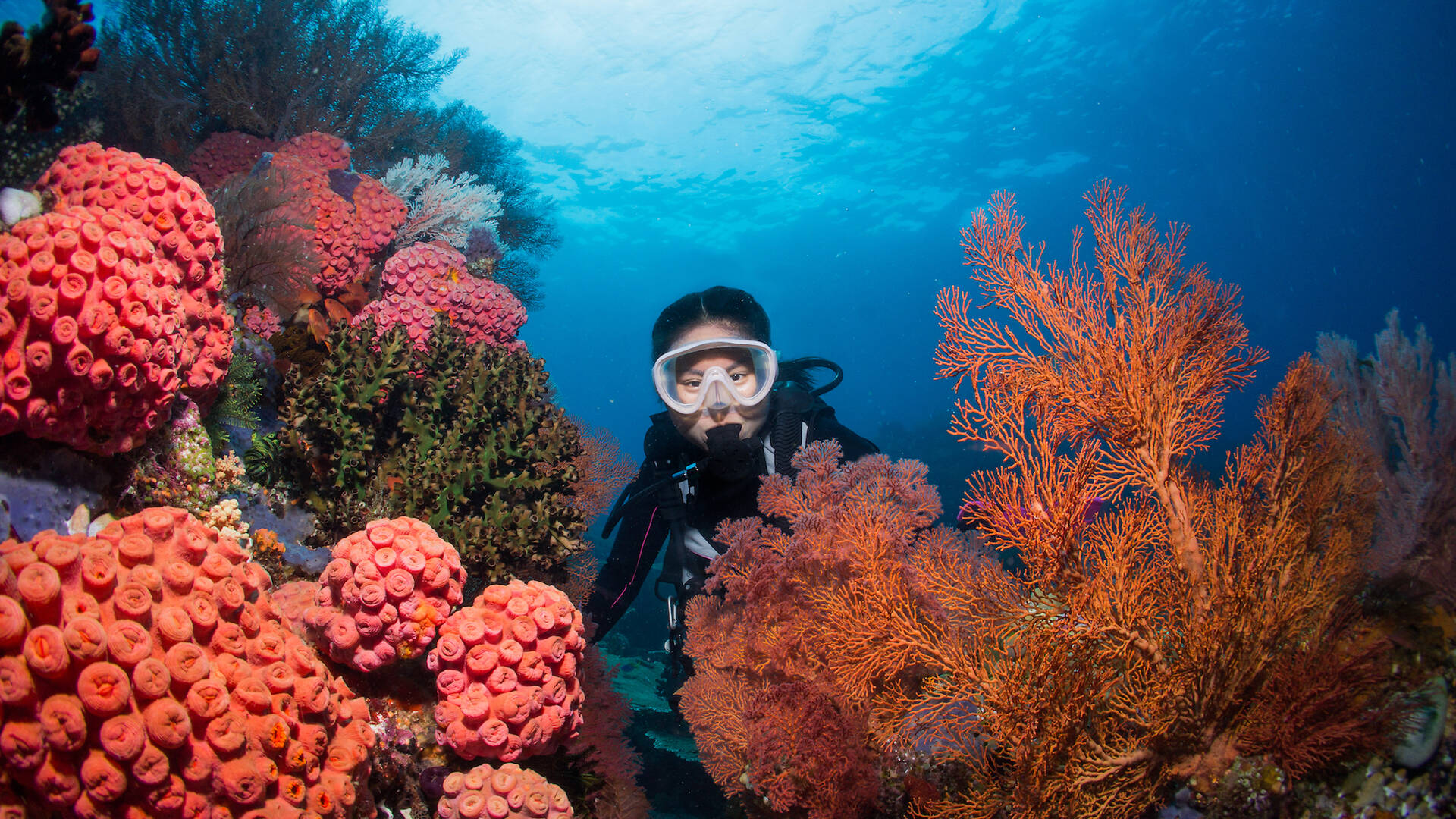 12 Best Diving Spots In Southeast Asia