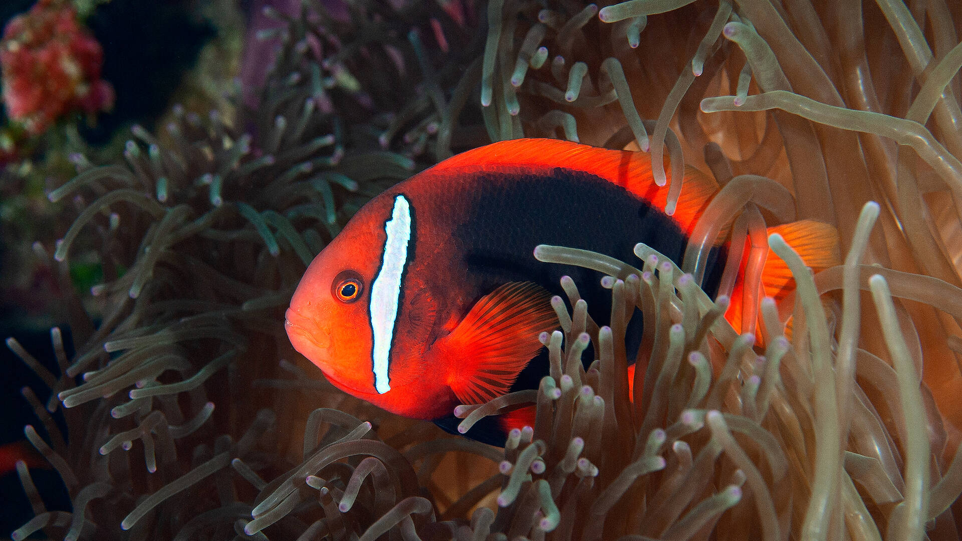 12 Best Diving Spots In Southeast Asia