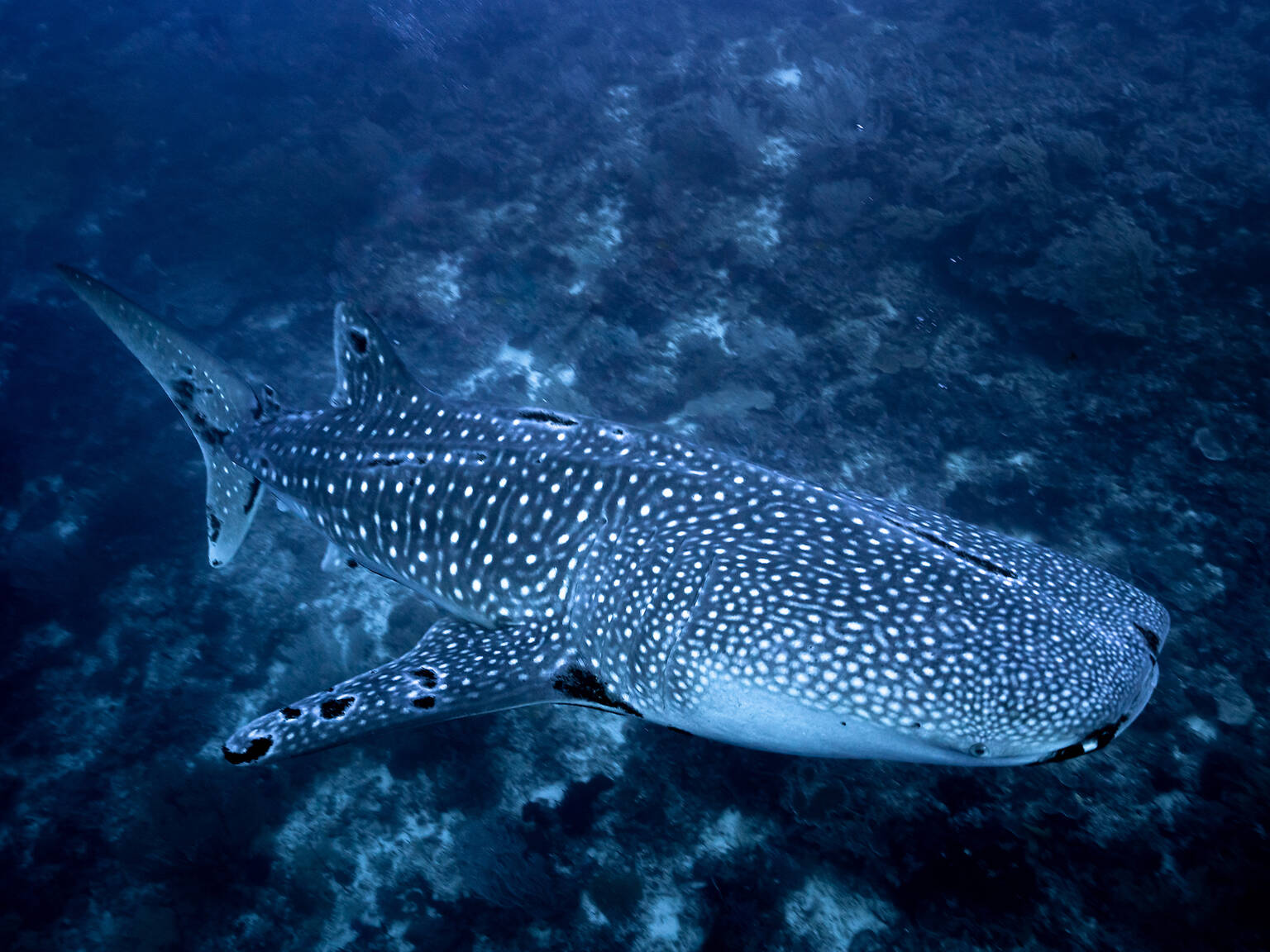 12 Best Diving Spots In Southeast Asia