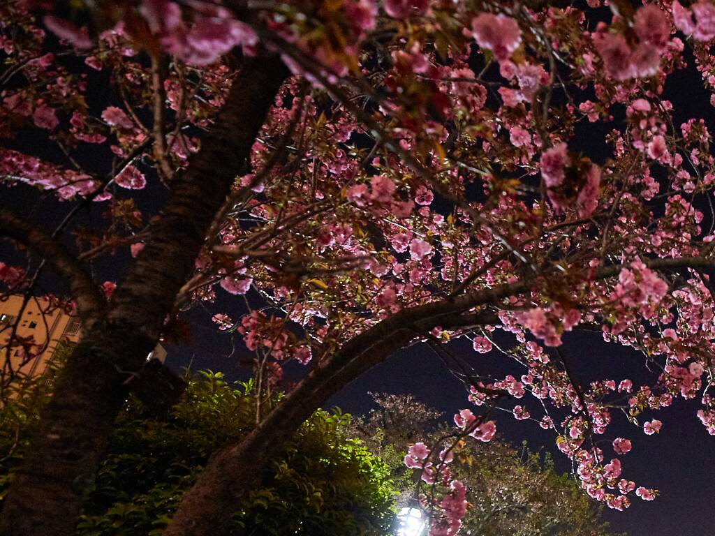 4 most scenic night walks in Tokyo