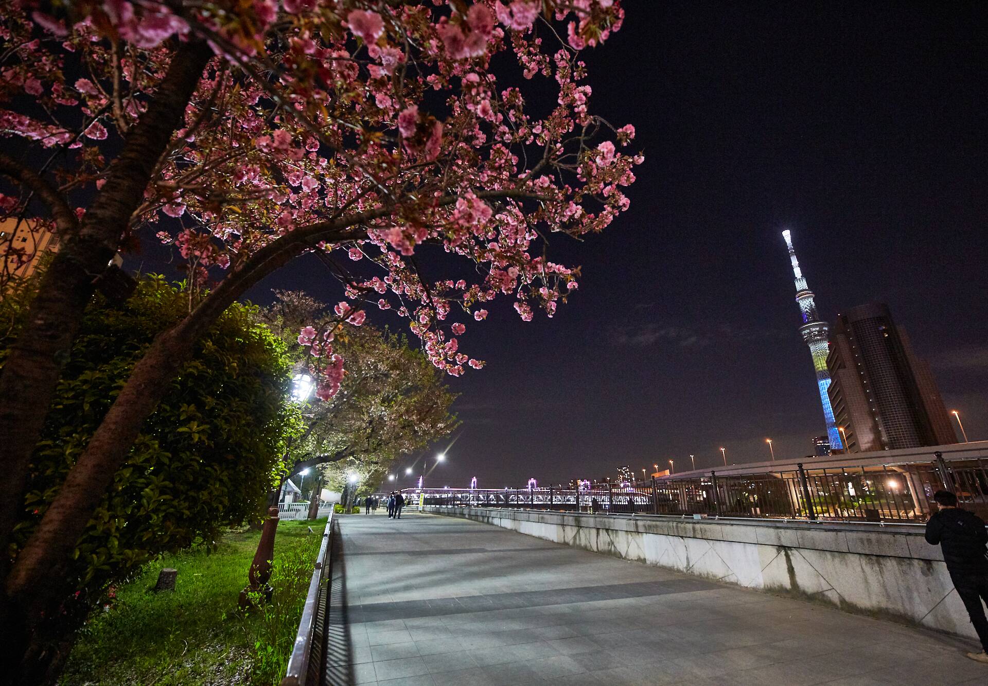 4 most scenic night walks in Tokyo
