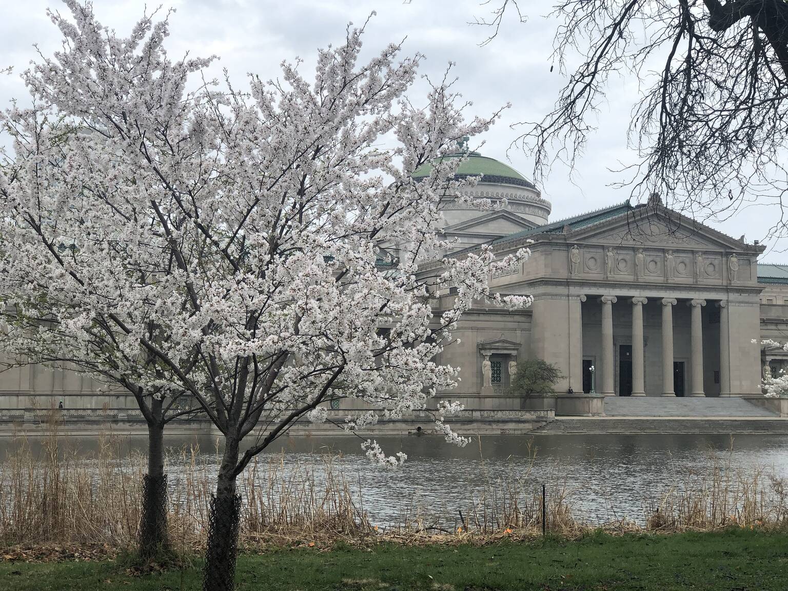 Where To See Cherry Blossoms Around Chicago In 2023