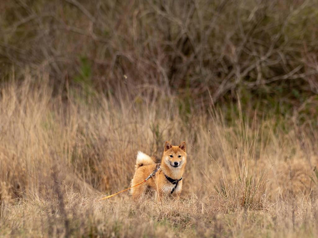 9 things you didn’t know about Shiba Inu, Japan’s native dog breed ...