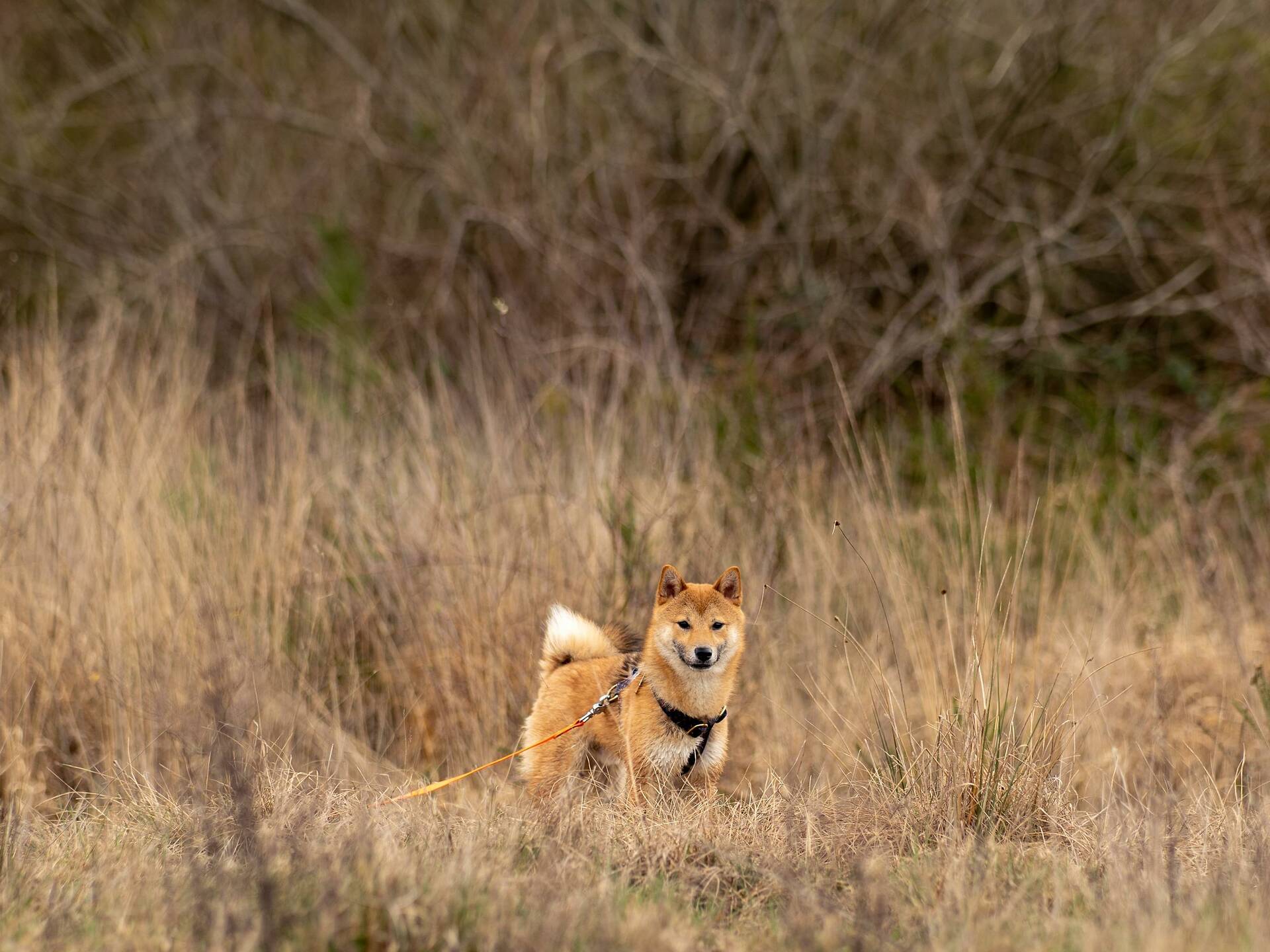 9 things you didn’t know about Shiba Inu, Japan’s native dog breed ...