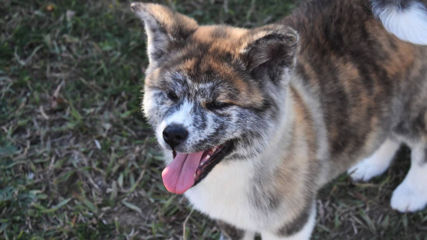 9 things you didn’t know about Shiba Inu, Japan’s native dog breed ...