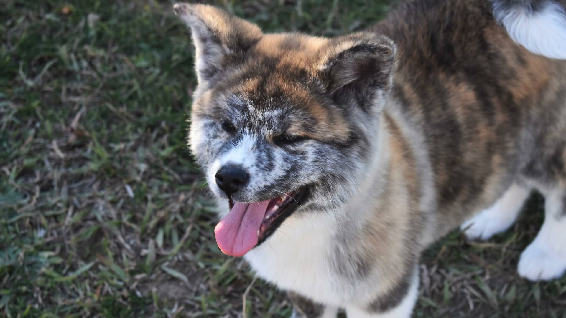 9 things you didn’t know about Shiba Inu, Japan’s native dog breed ...