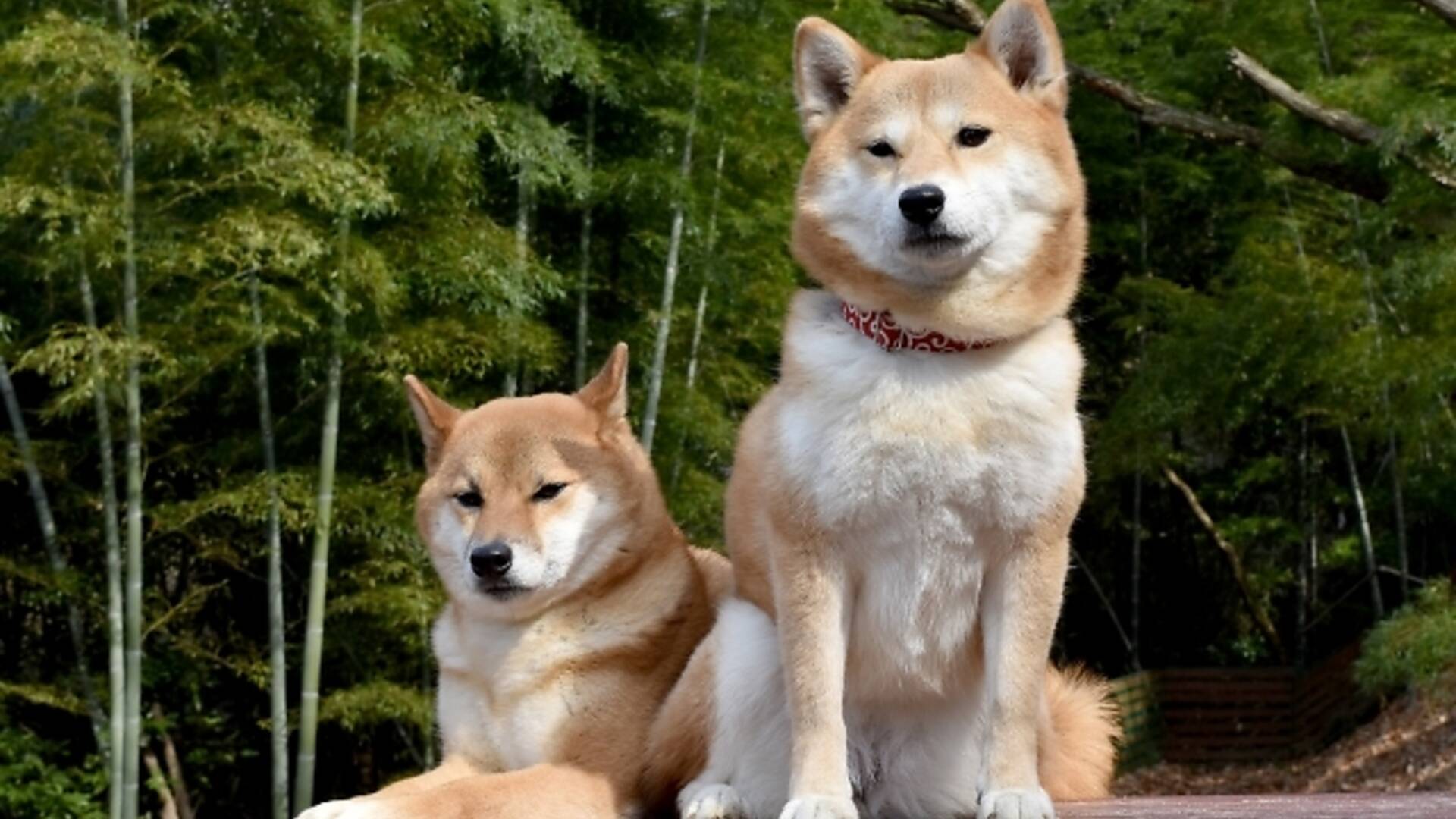 9 things you didn’t know about Shiba Inu, Japan’s native dog breed ...