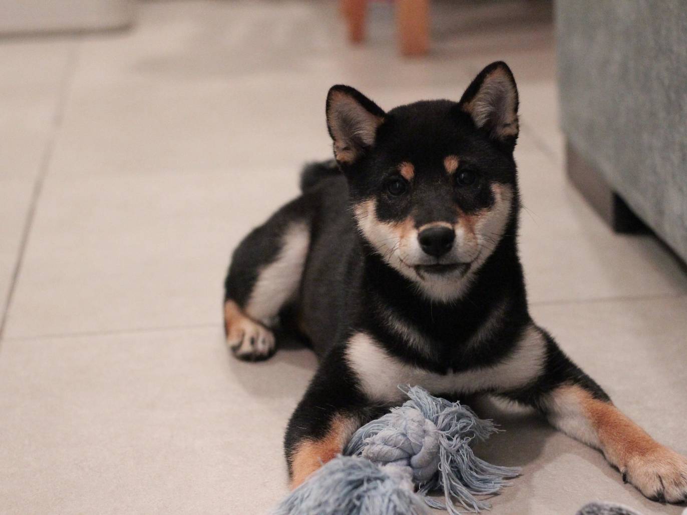 9 things you didn’t know about Shiba Inu, Japan’s native dog breed ...
