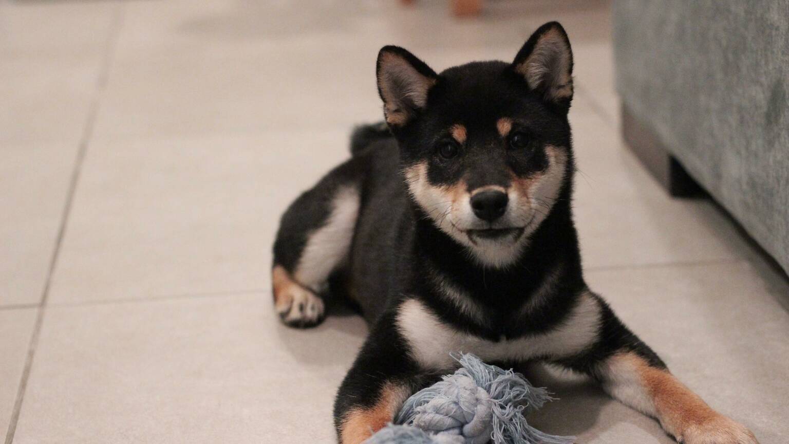 9 things you didn’t know about Shiba Inu, Japan’s native dog breed ...