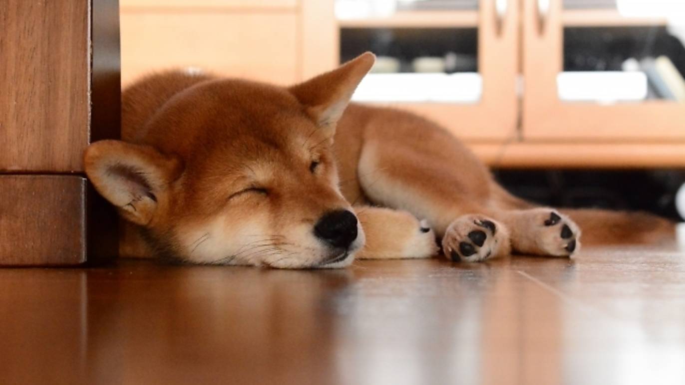 9 things you didn’t know about Shiba Inu, Japan’s native dog breed ...