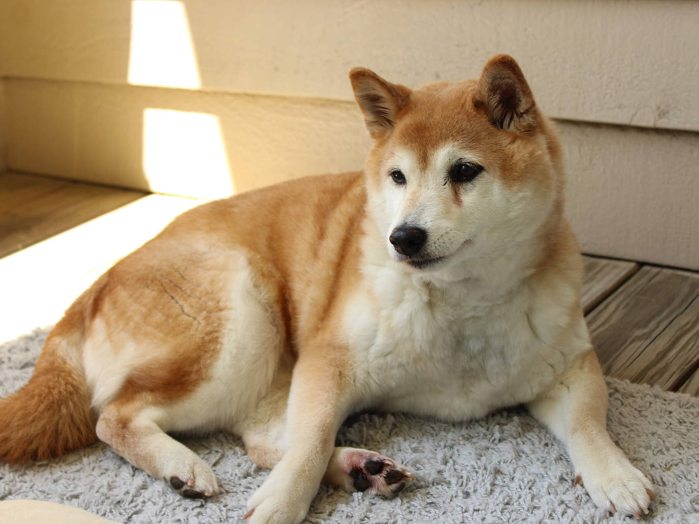9 things you didn’t know about Shiba Inu, Japan’s native dog breed ...