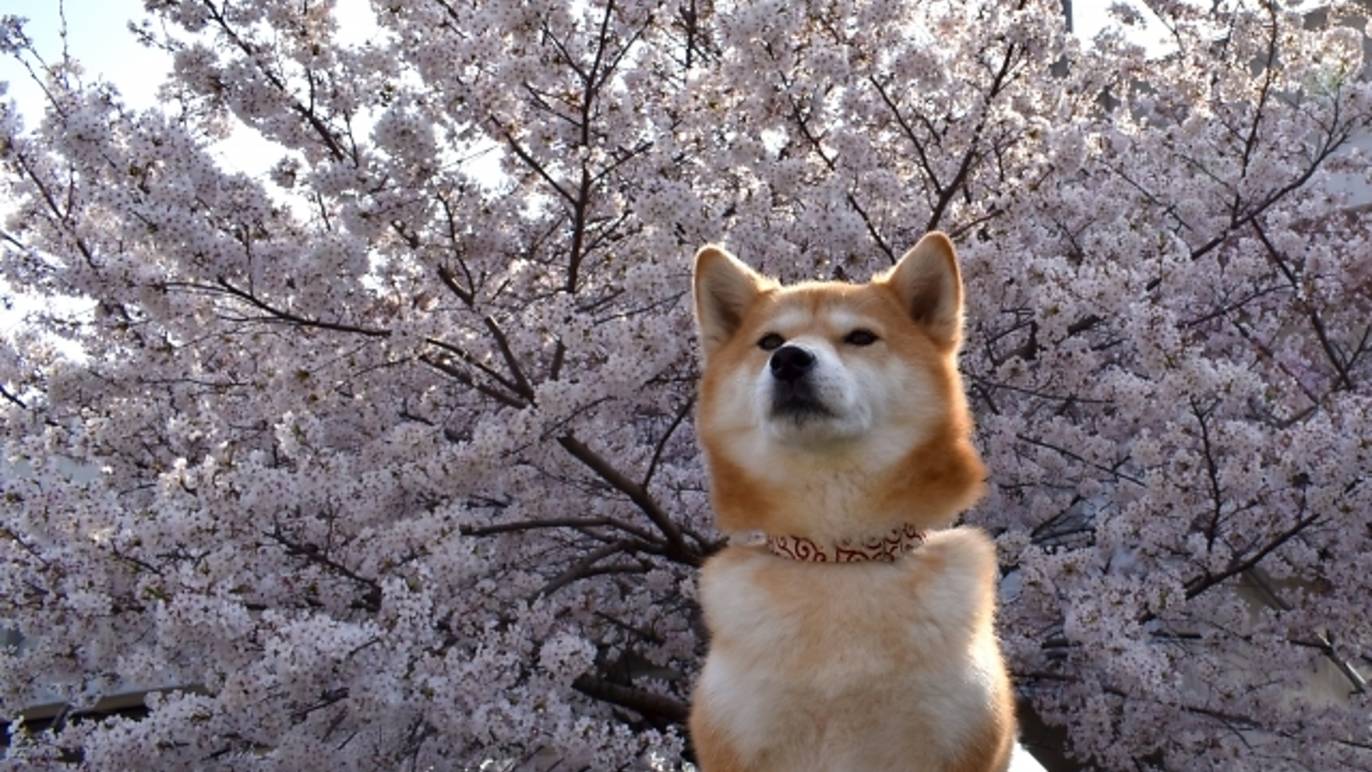9 things you didn’t know about Shiba Inu, Japan’s native dog breed ...