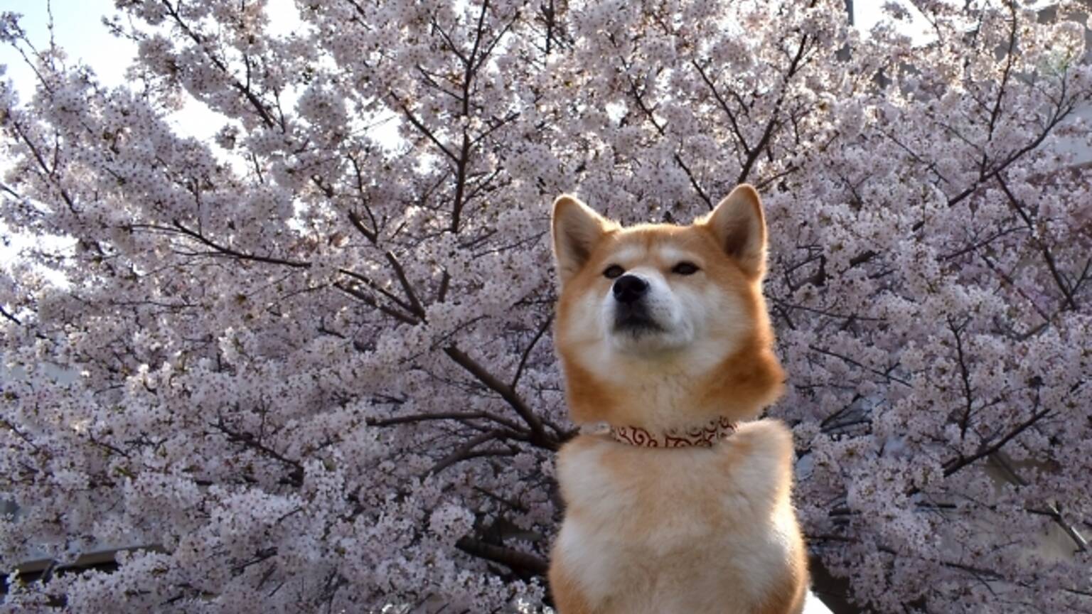 9 things you didn’t know about Shiba Inu, Japan’s native dog breed ...