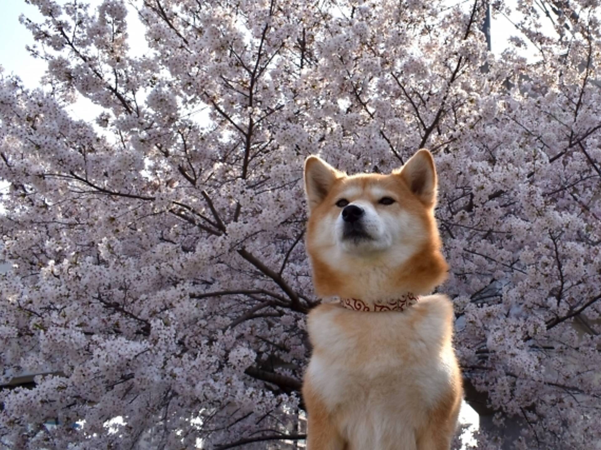 9 things you didn’t know about Shiba Inu, Japan’s native dog breed ...