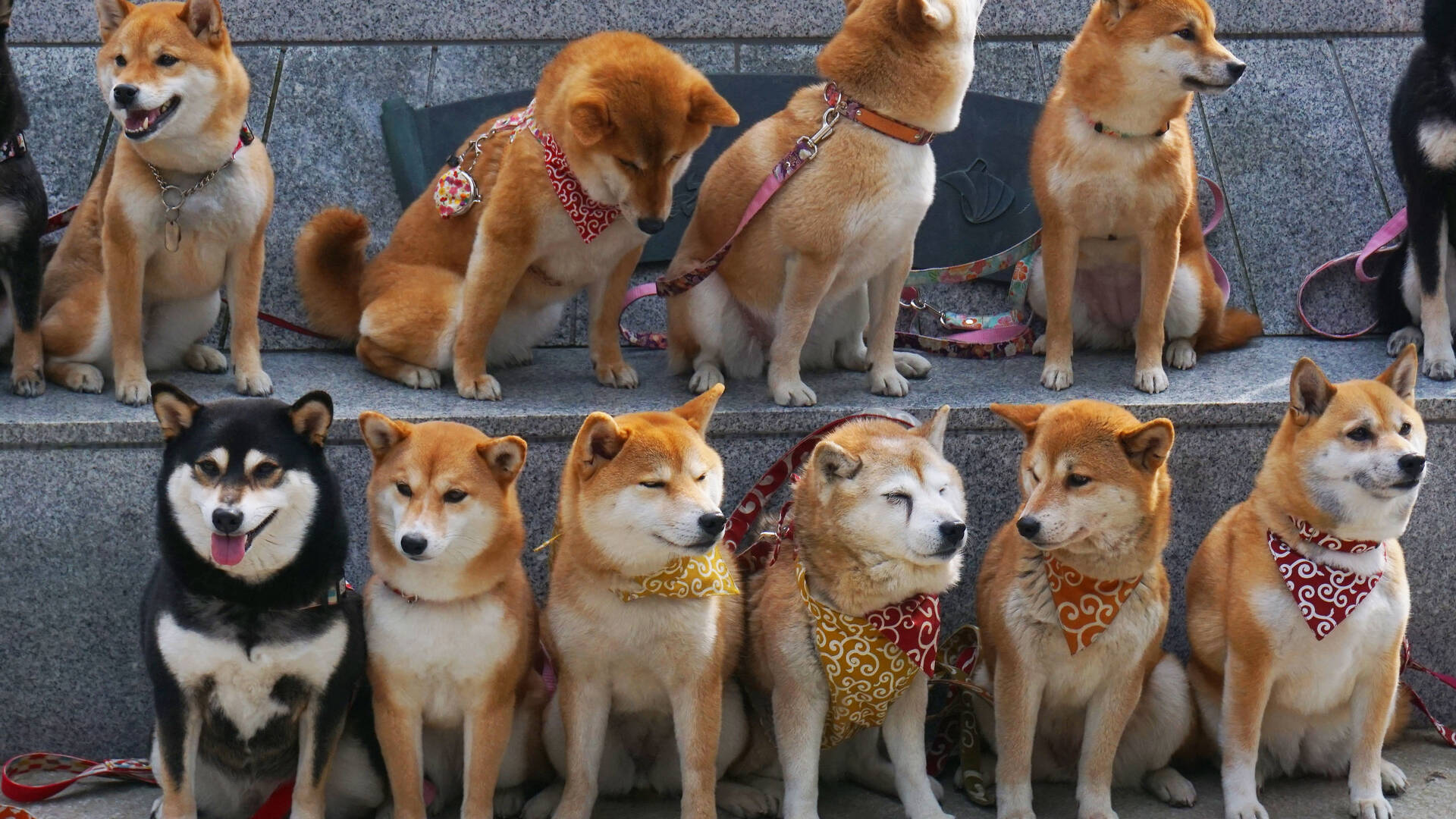 9 things you didn’t know about Shiba Inu, Japan’s native dog breed ...