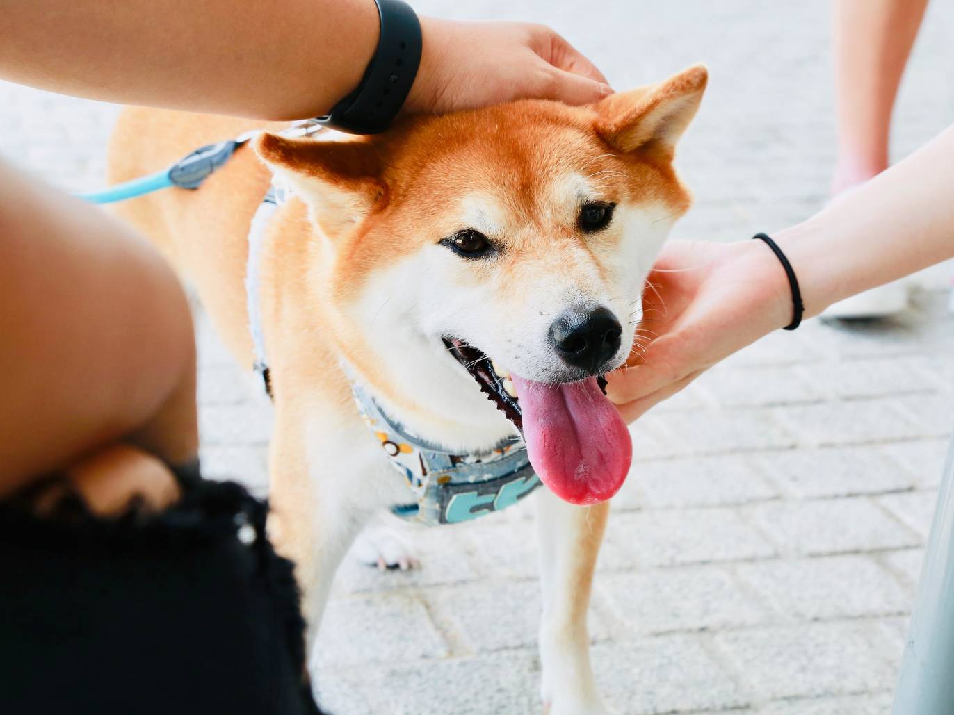 9 things you didn’t know about Shiba Inu, Japan’s native dog breed ...