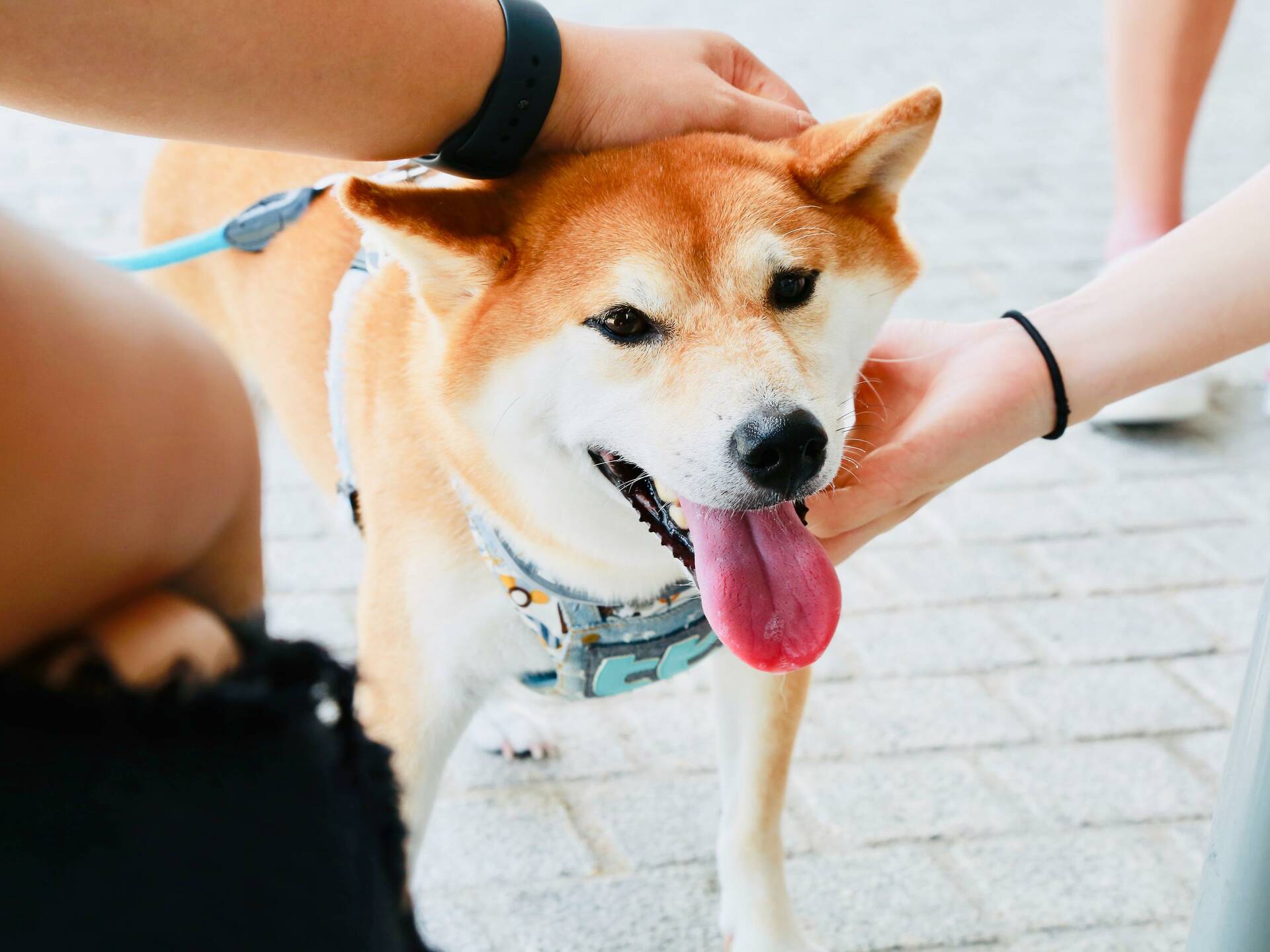 9 things you didn’t know about Shiba Inu, Japan’s native dog breed ...