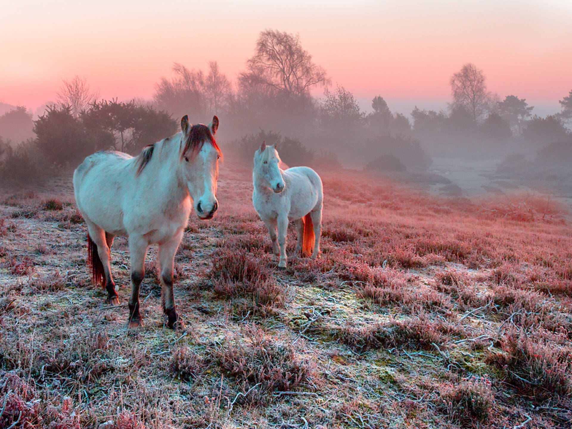 7 Places to See Cute Animals and Wonderful Wildlife in the UK