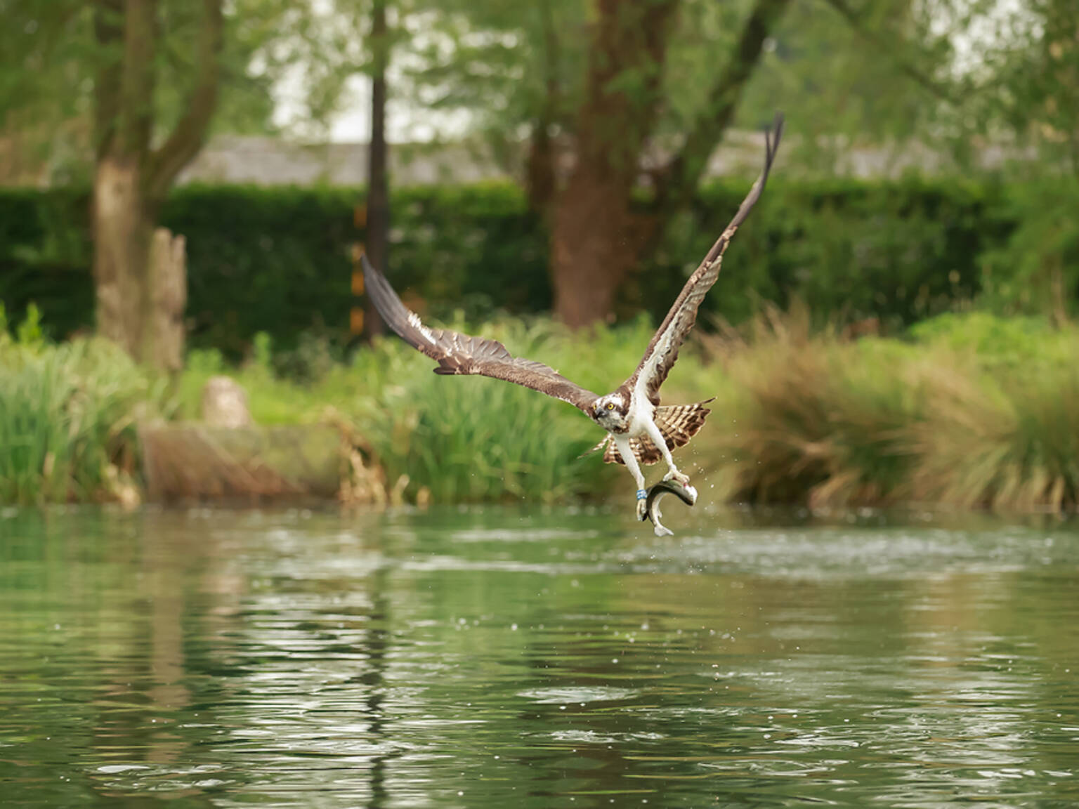 7 Places to See Cute Animals and Wonderful Wildlife in the UK