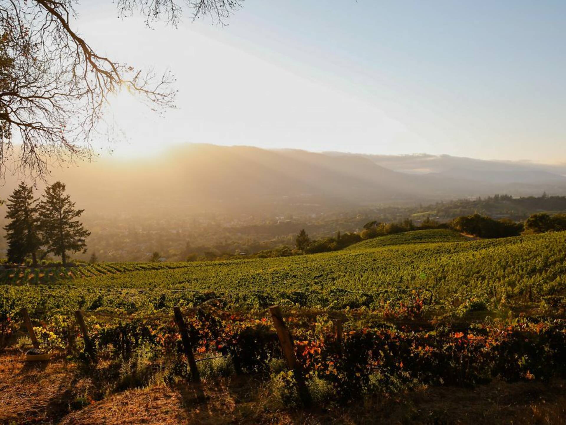 These Sonoma wineries offer gorgeous spots to taste