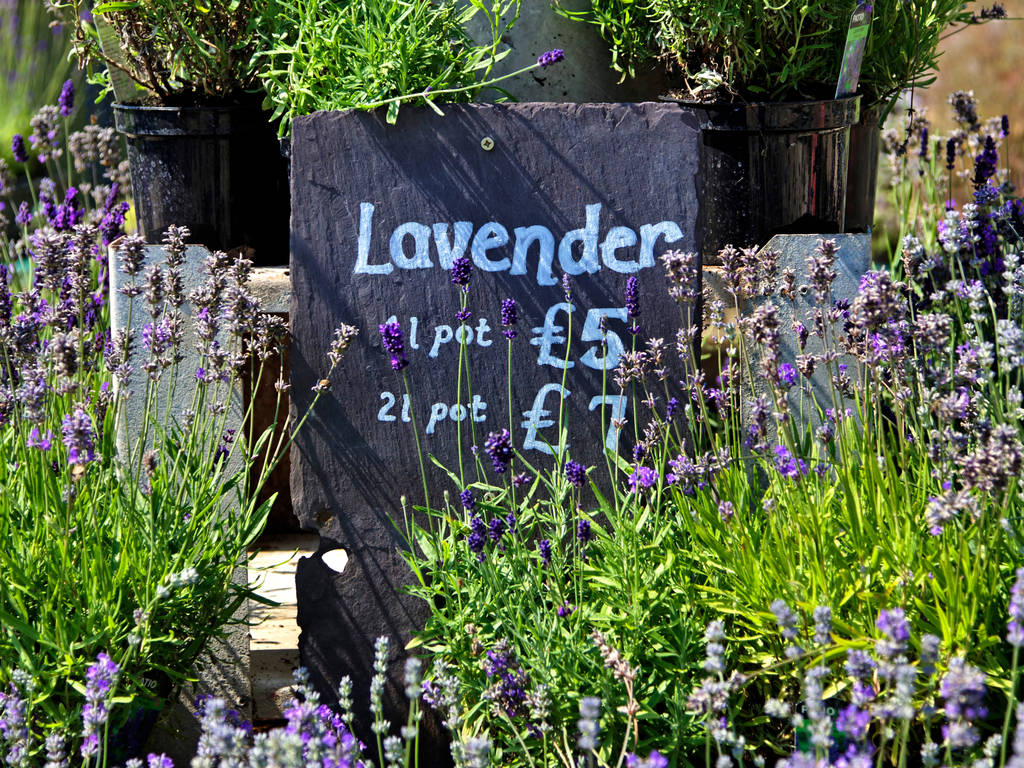 Beautiful Lavender Fields in the UK: 12 Best Places to See Lavender